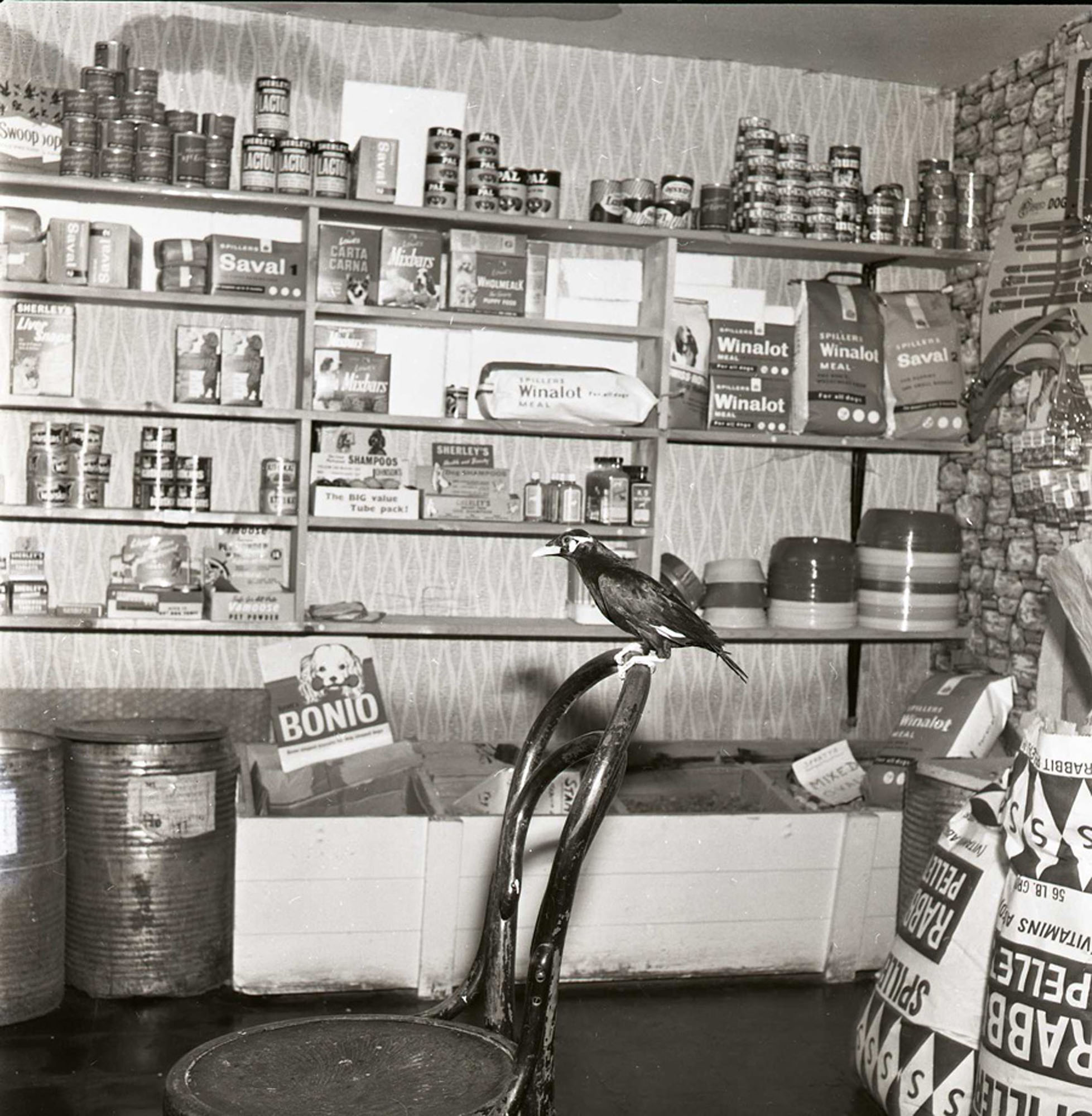 Coleraine Pet Shop – NI Community Heritage Archive