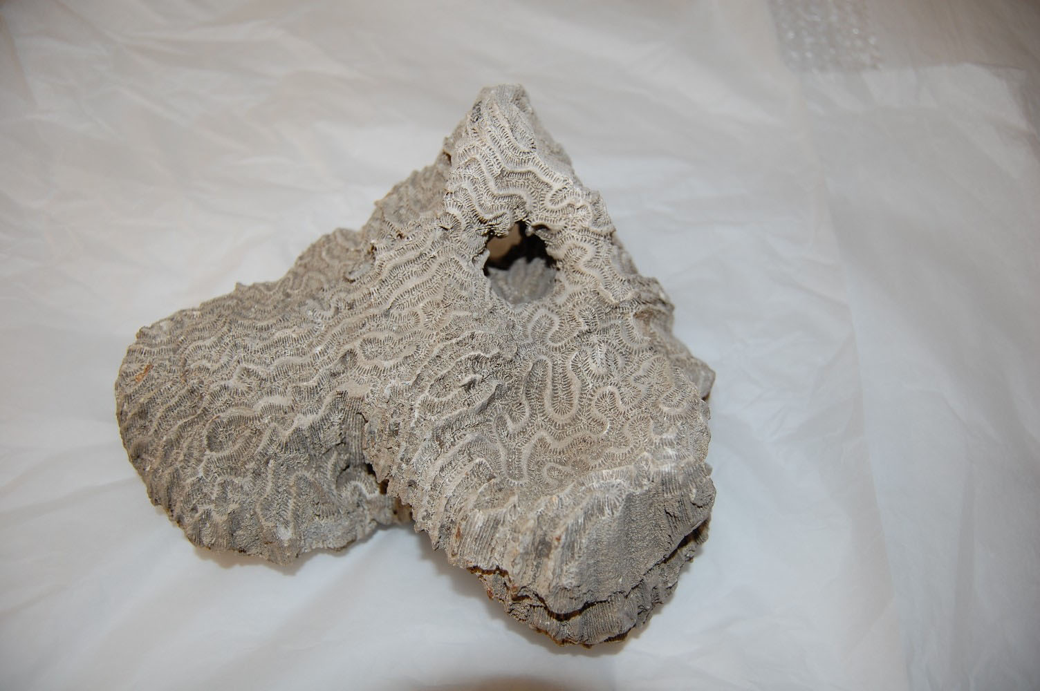 resembles a ‘brain’ in structure; irregular form – 1998.100 (2) – NI ...