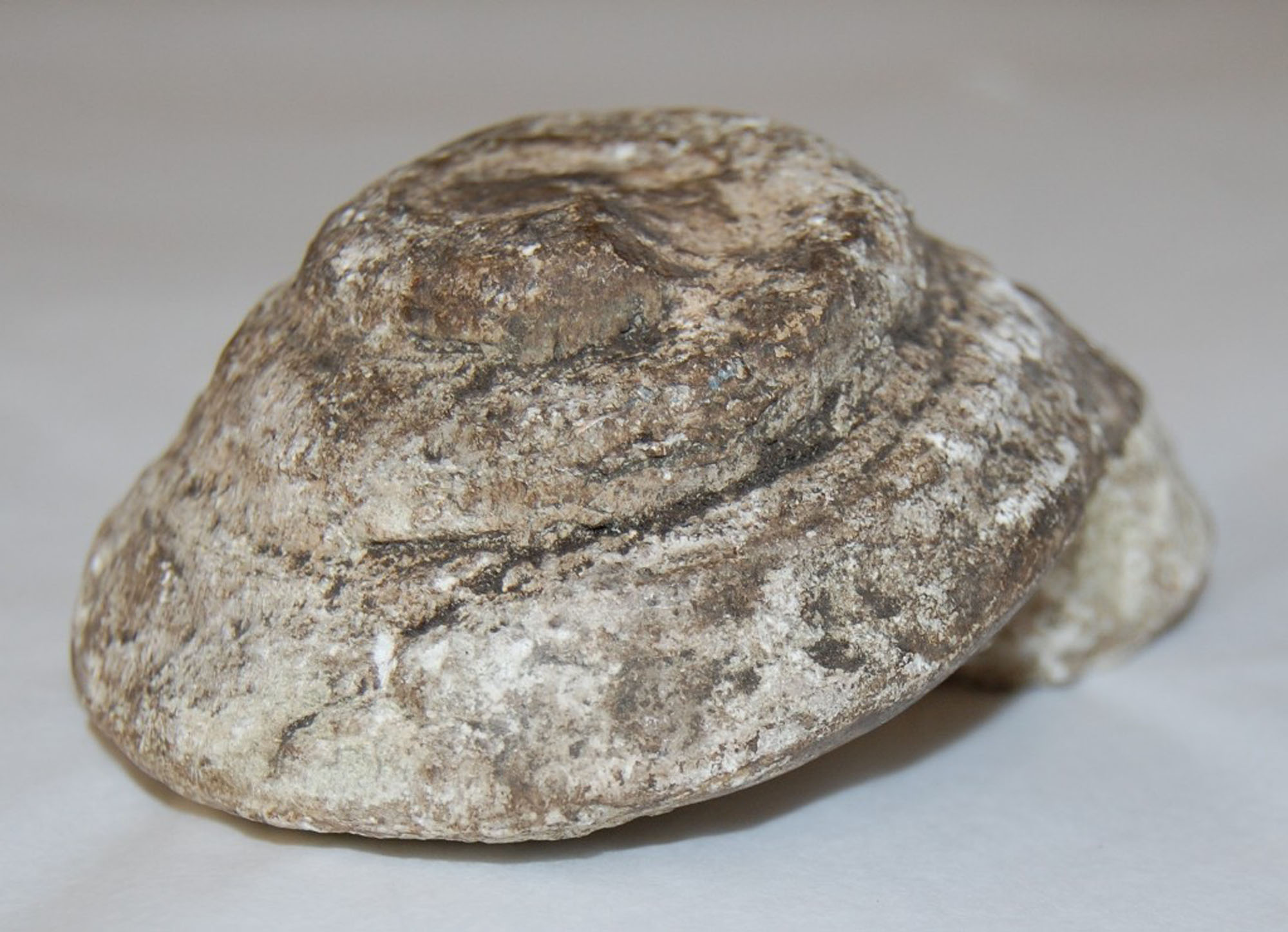 fossil, shaped like ramshorn snail shell, spiral and raised. – NI ...