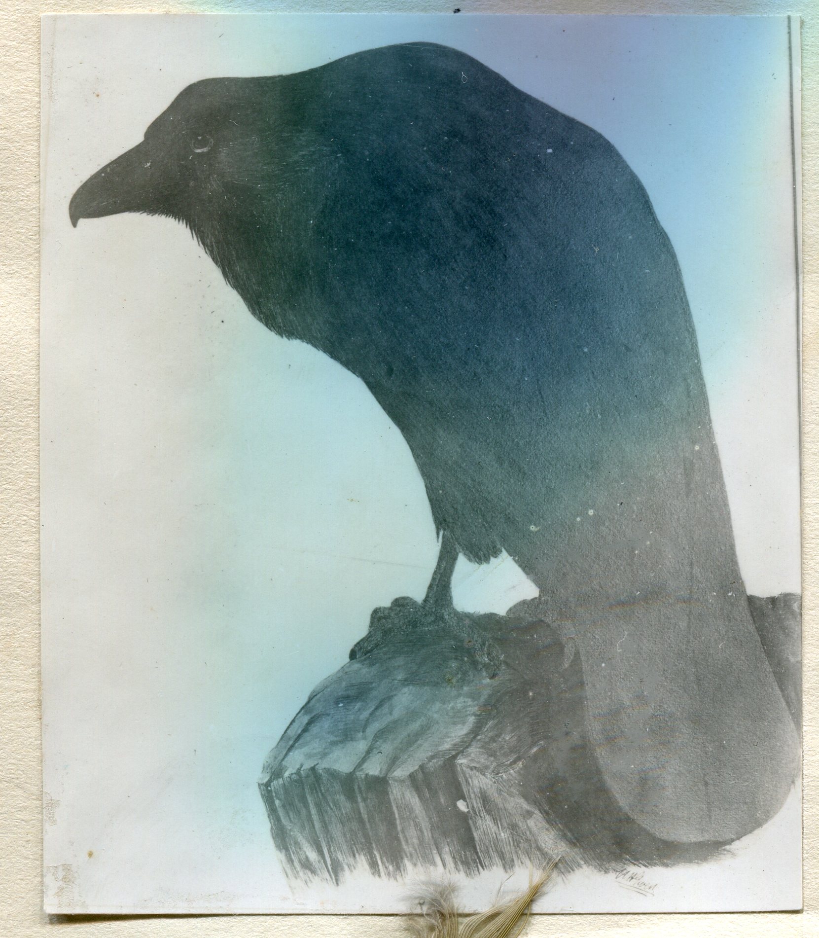 Photographic image of a raven sitting on a branch. – NI Community ...
